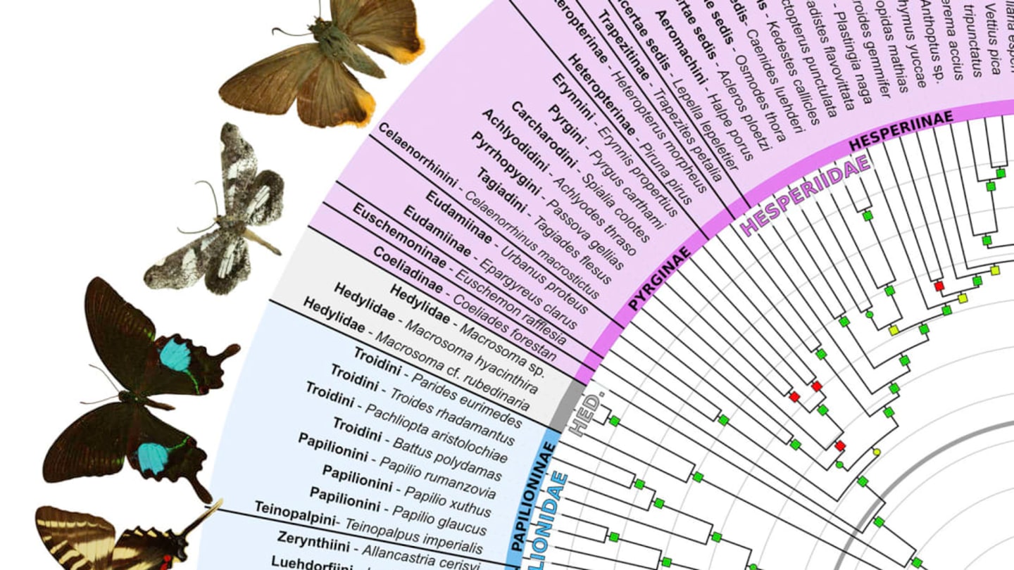 Scientists Reveal the Most Comprehensive Map of Butterfly Evolution ...
