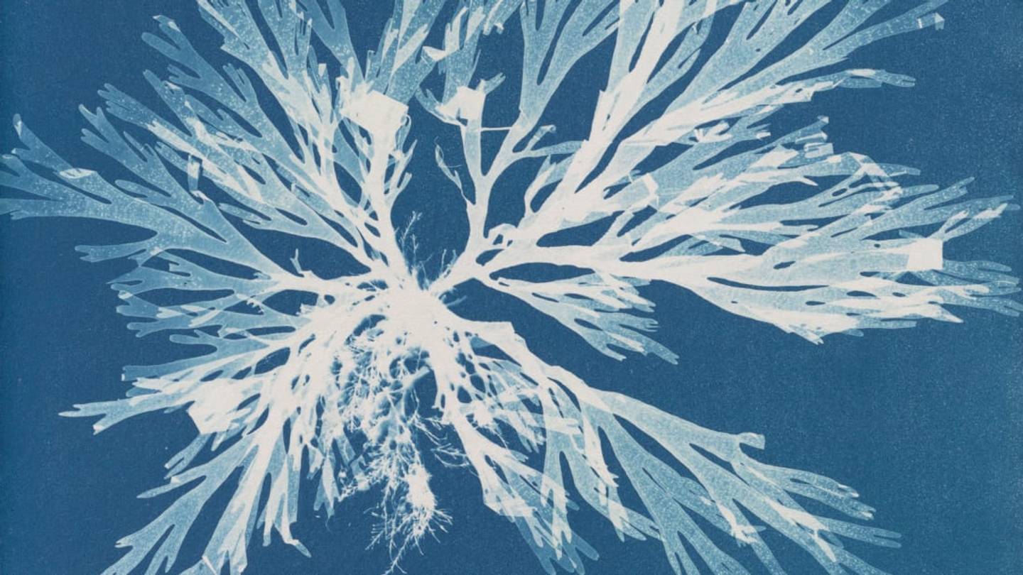 How 19th-Century Photographer Anna Atkins Changed the Way We Look at ...