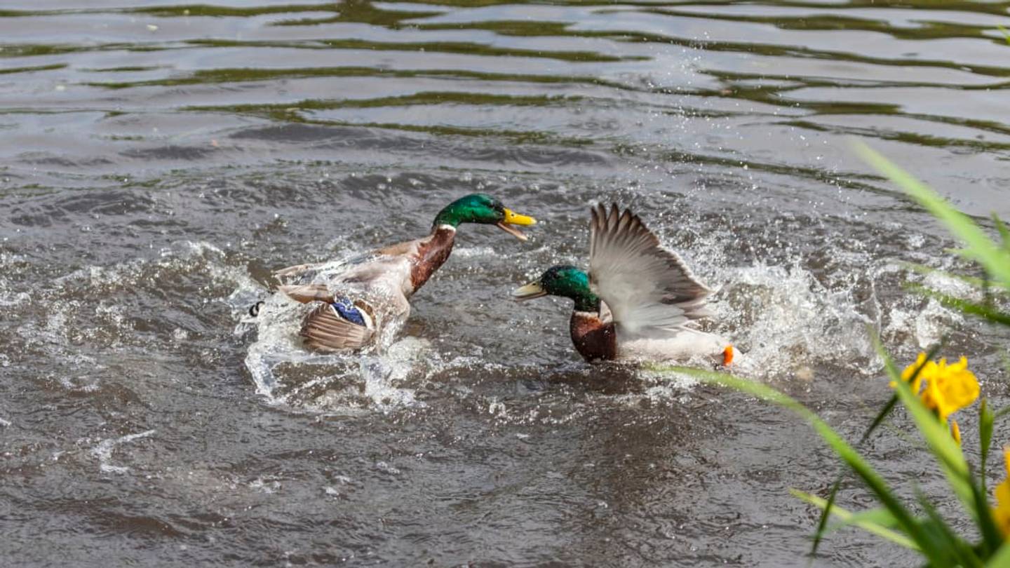 The Story of Siwash, the Beer-Drinking Duck Who Joined the Marines