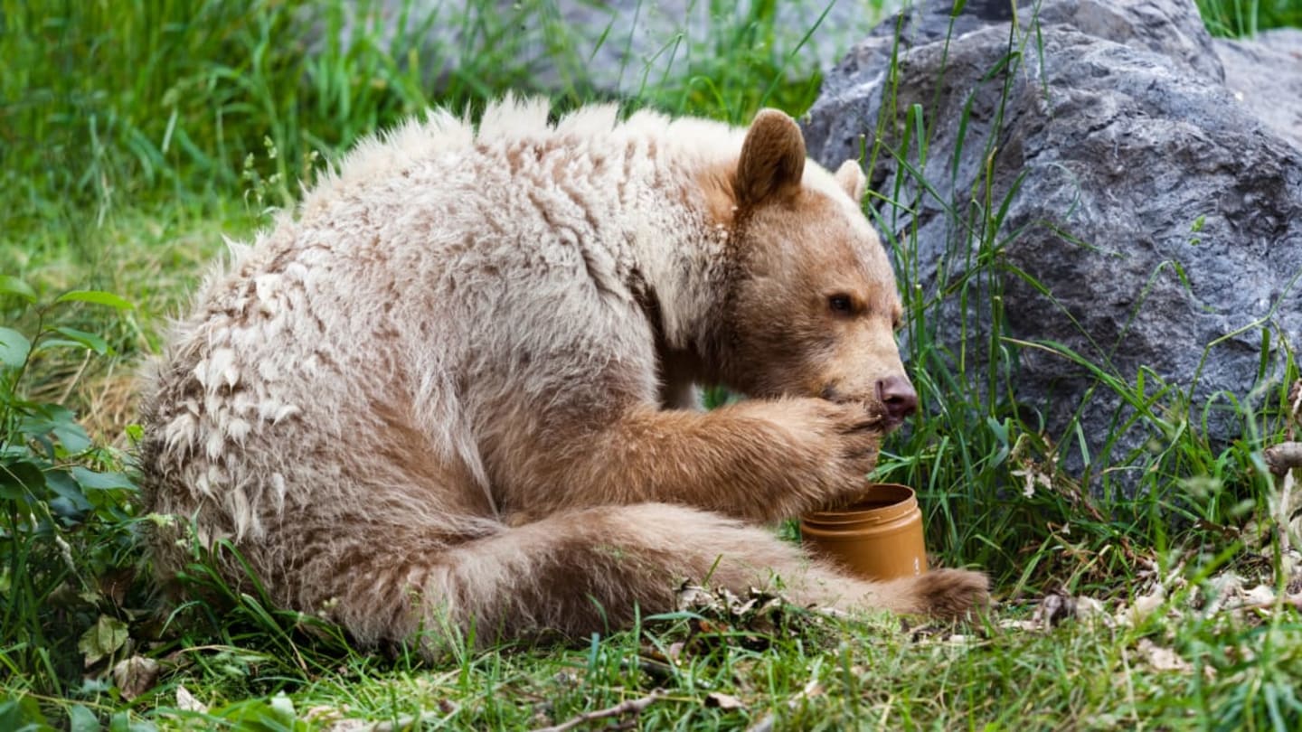 Do Bears Really Love Honey
