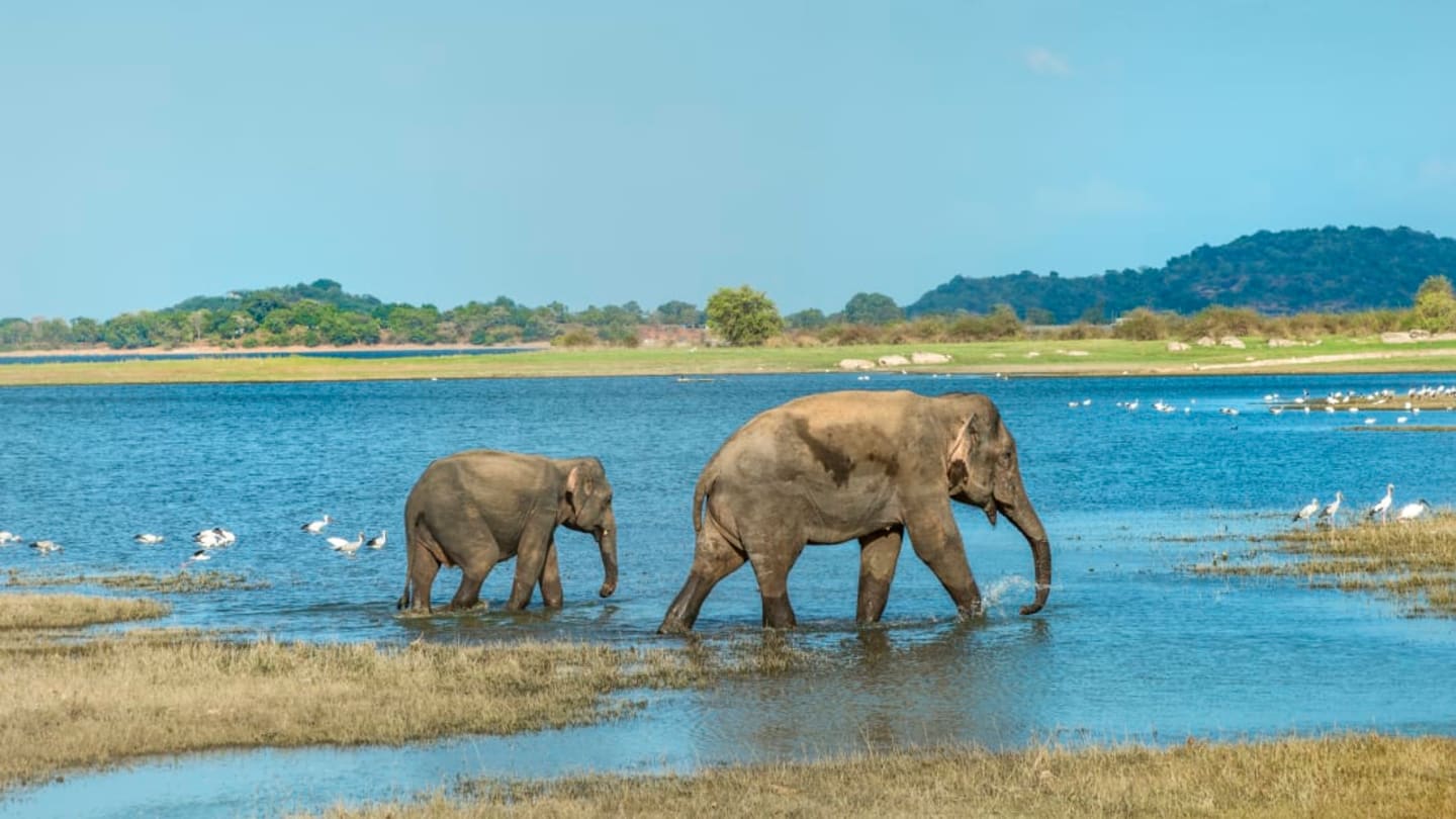 Longest, Loudest, and Lengthiest Lifespan: 15 Lofty Animal Superlatives