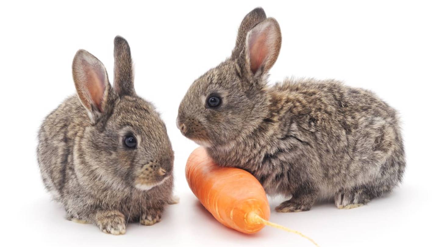 Do Rabbits Really Love Carrots?