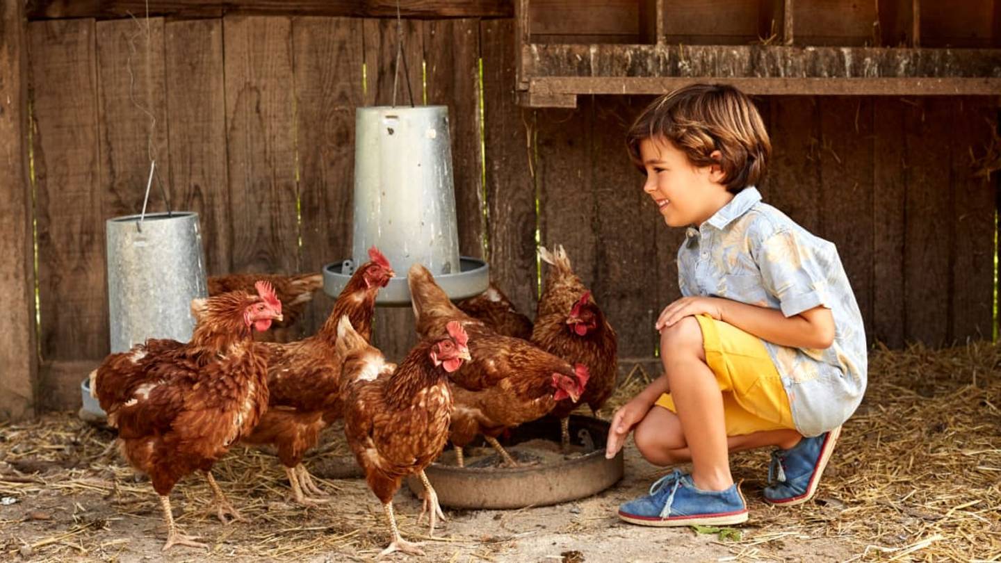 The CDC Is Warning People Not to Kiss or Snuggle Their Chickens