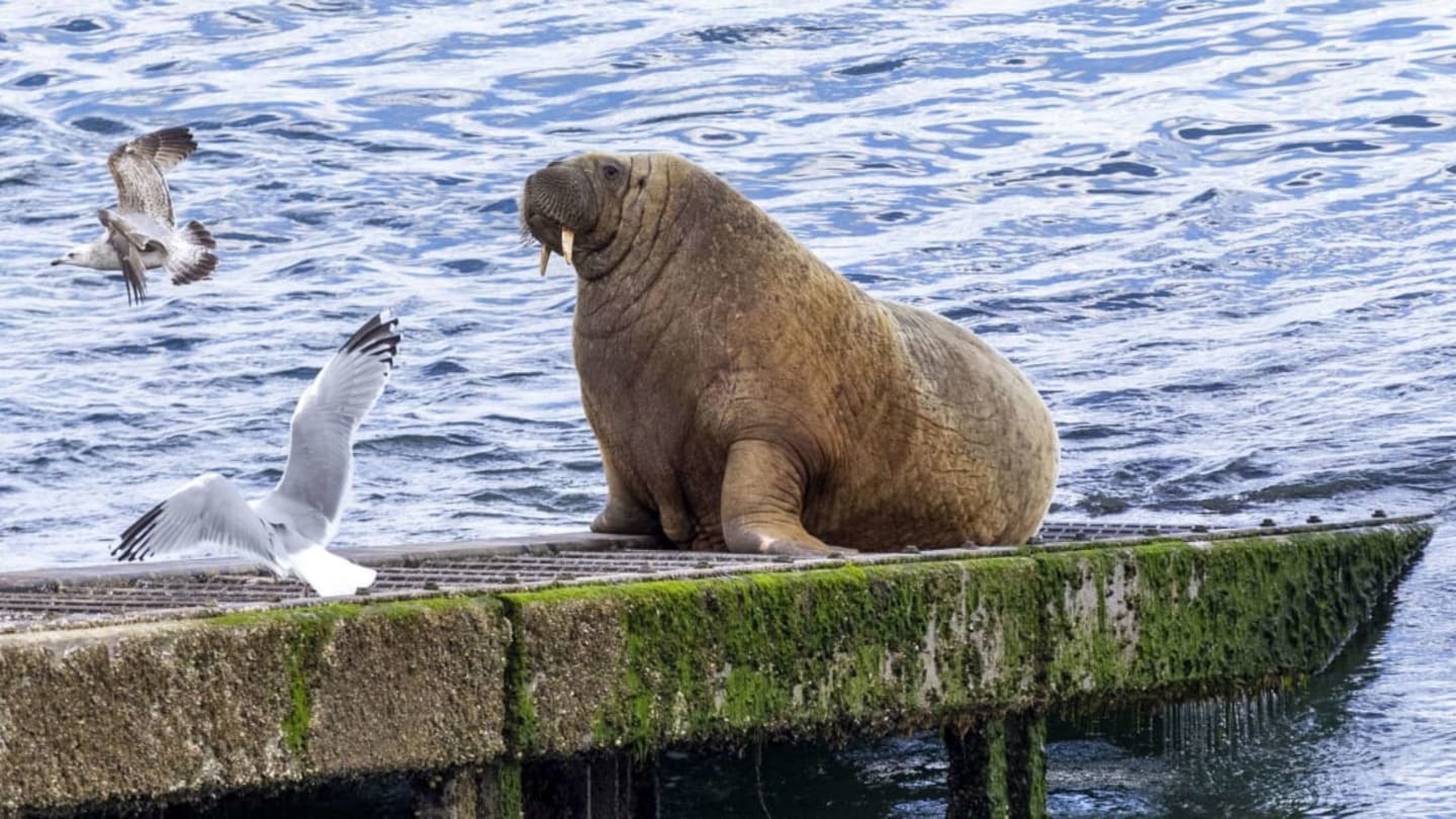 Wally, the Wandering Walrus Last Seen in Ireland, Was Just Spotted in ...