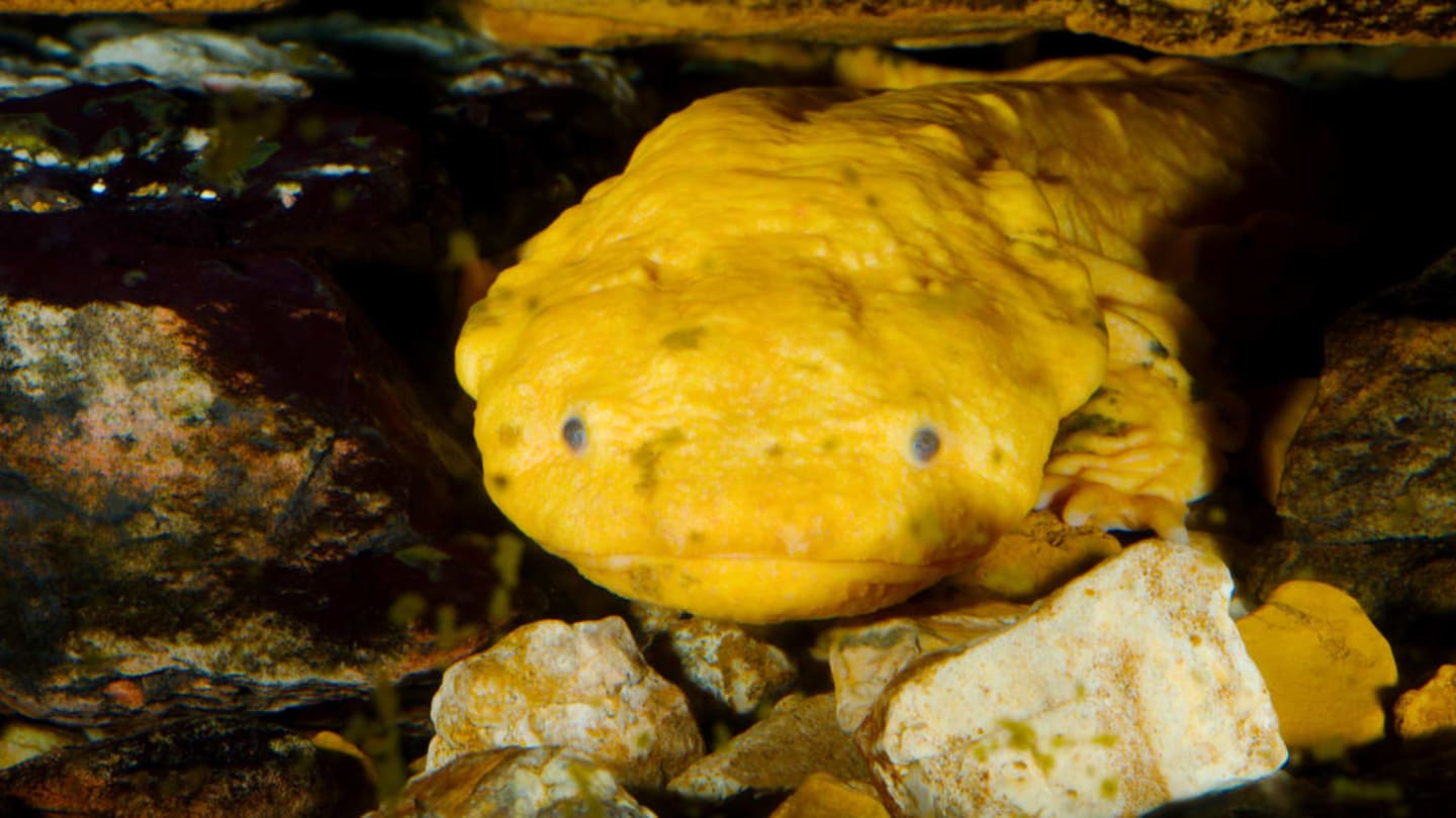 10 Slimy Facts About Hellbenders