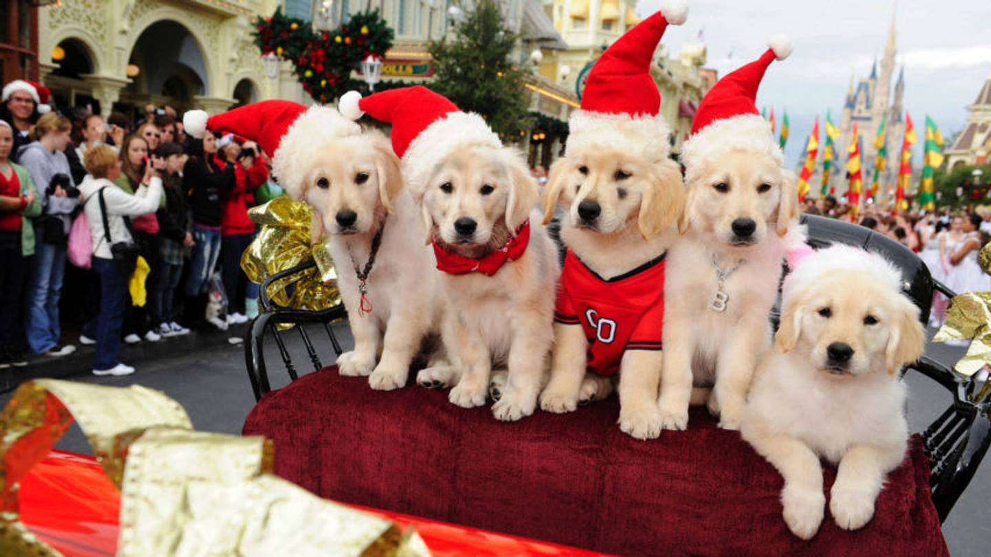5 Advent calendars that your furry friends can enjoy