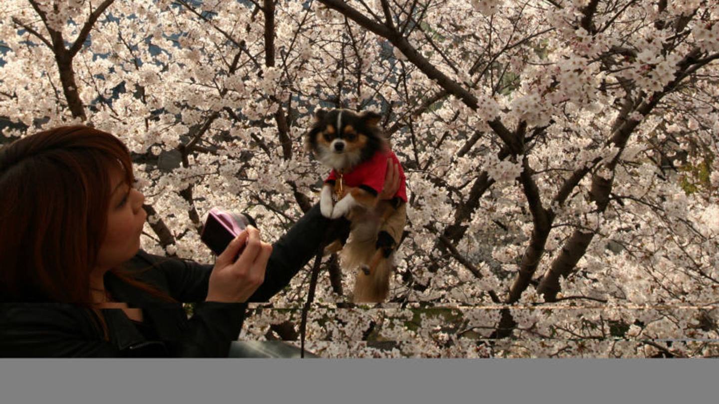 Common plants: List of toxic plants that could harm your dog