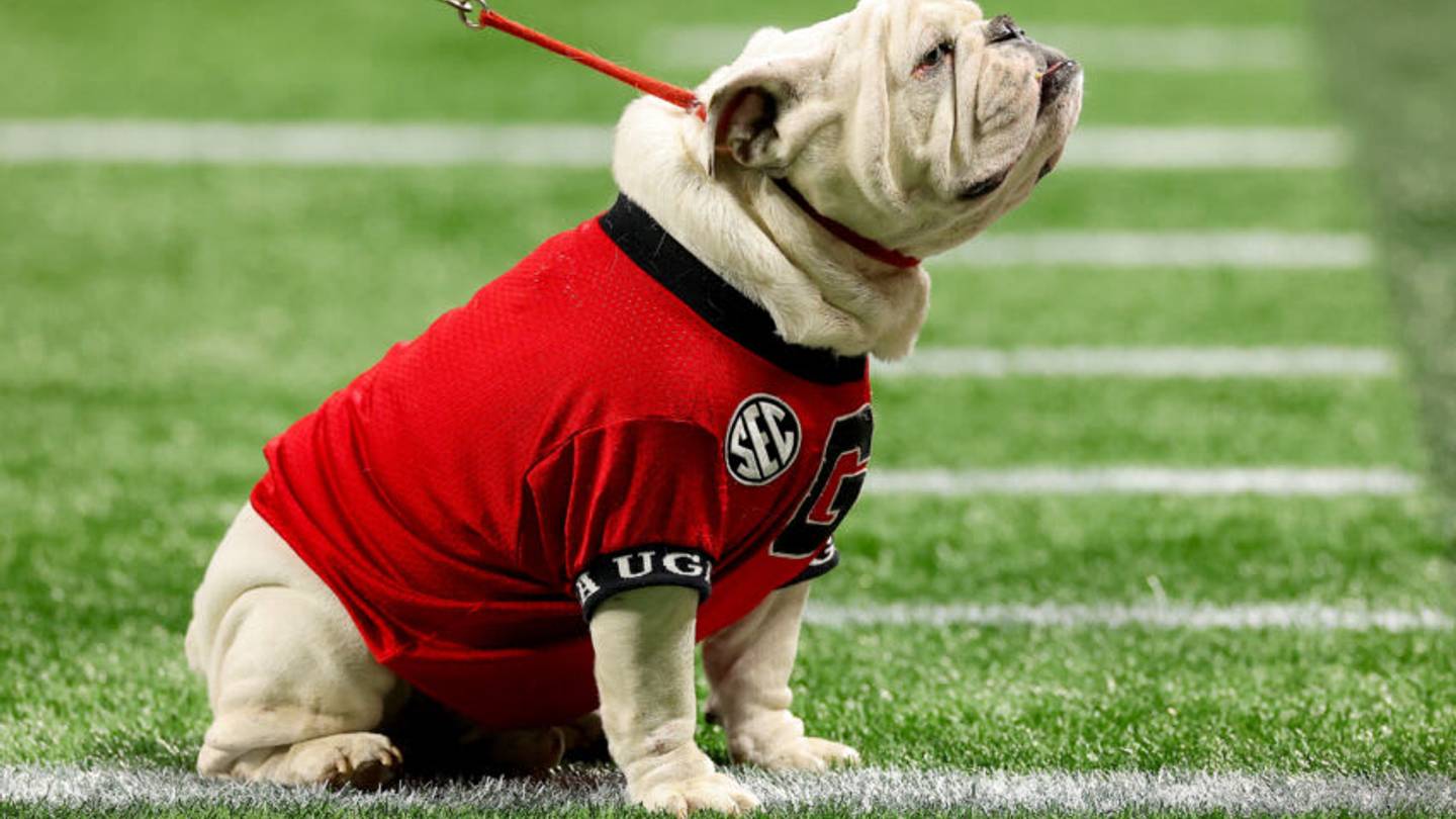 Look: Forget Georgia and Ohio State, sleeping Uga is the Peach Bowl winner
