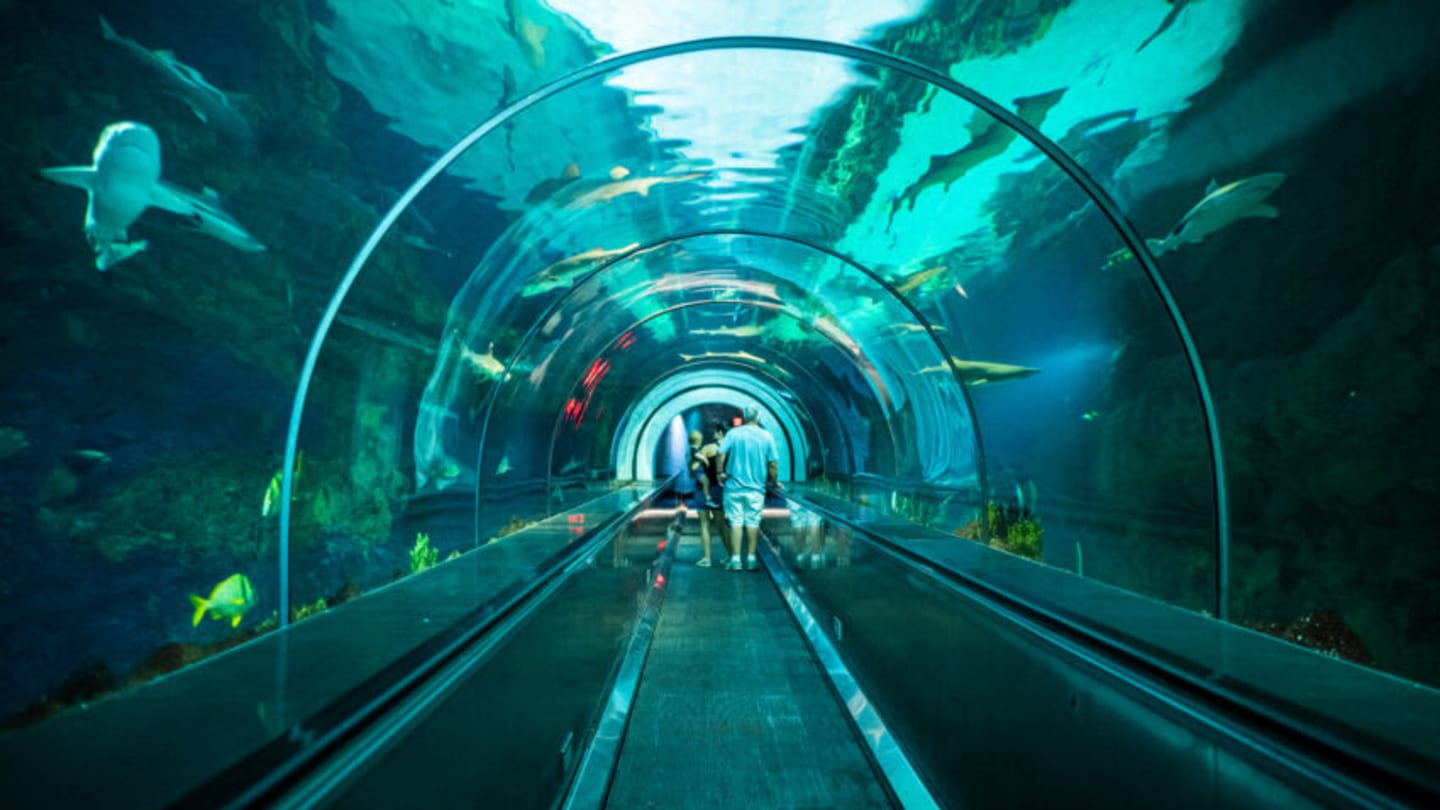 SeaWorld’s Ultimate Shark Experience is a deep dive with VIPs, Very ...