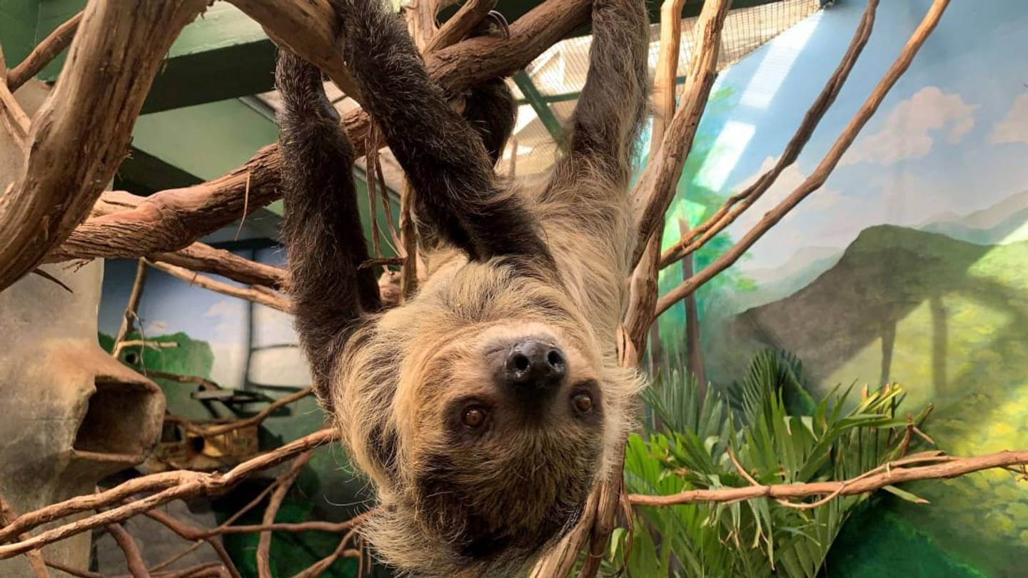 The National Zoo Is Hoping to Spark a Love Connection Between Two Sloths