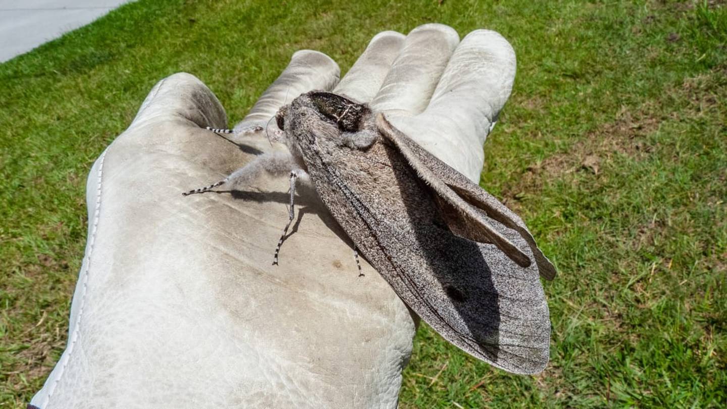 World's Heaviest Moth Makes Rare Appearance at Australian School