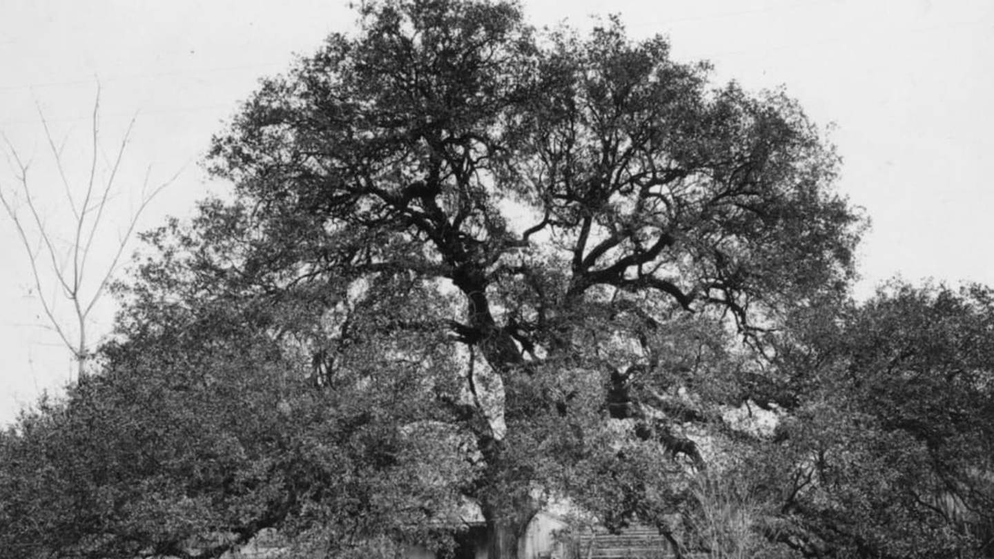 In 1989, Someone Tried to Murder a 600-Year-Old Oak Tree in Texas