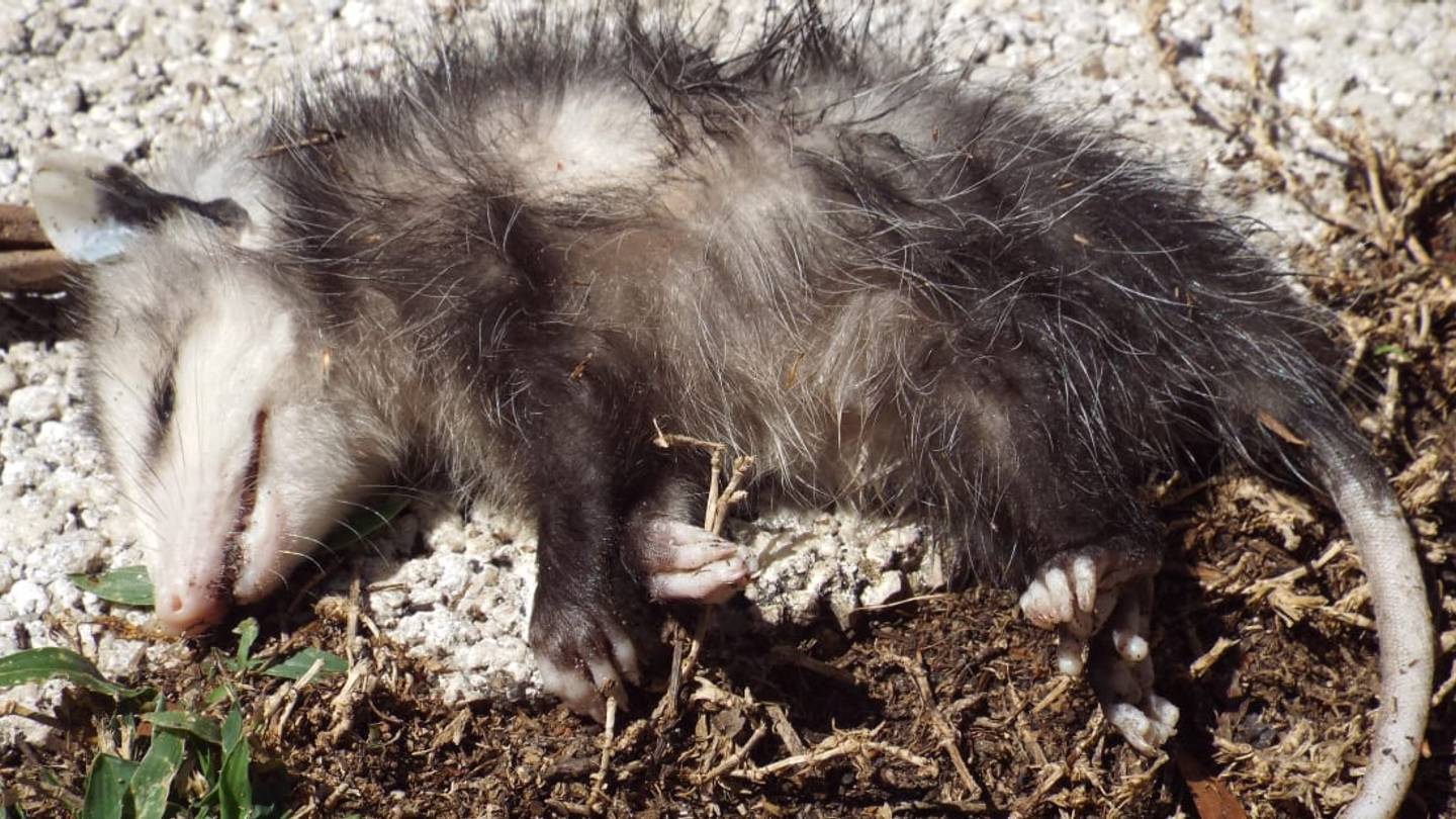 The Surprising Reasons Why Animals Play Dead