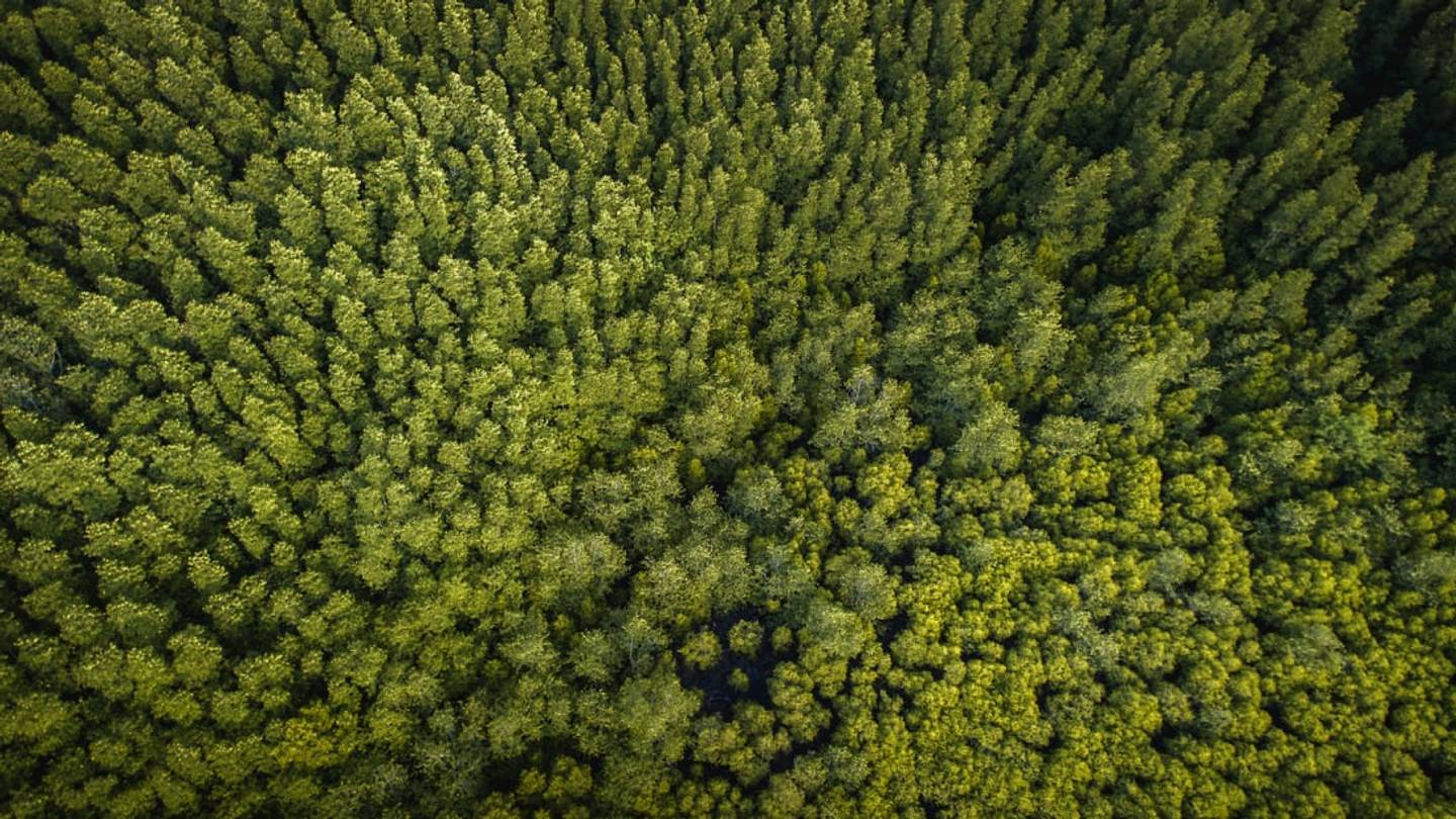 These Drones Can Plant 100,000 Trees in One Day