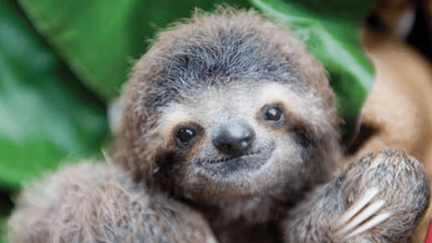 RIP Monster, the Beloved Sloth Who Inspired a Scientist