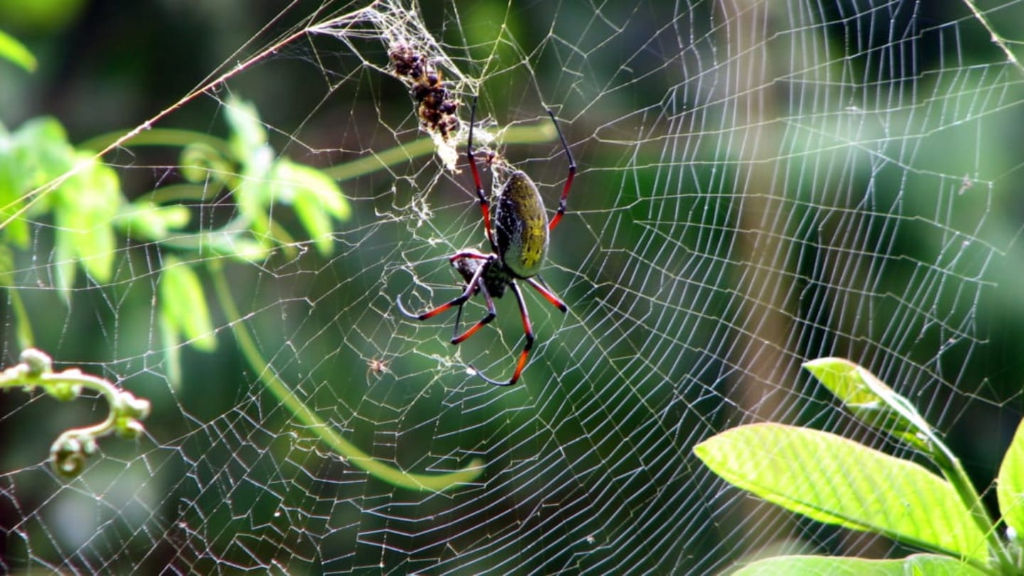 Some Spiders Can Eat Bats