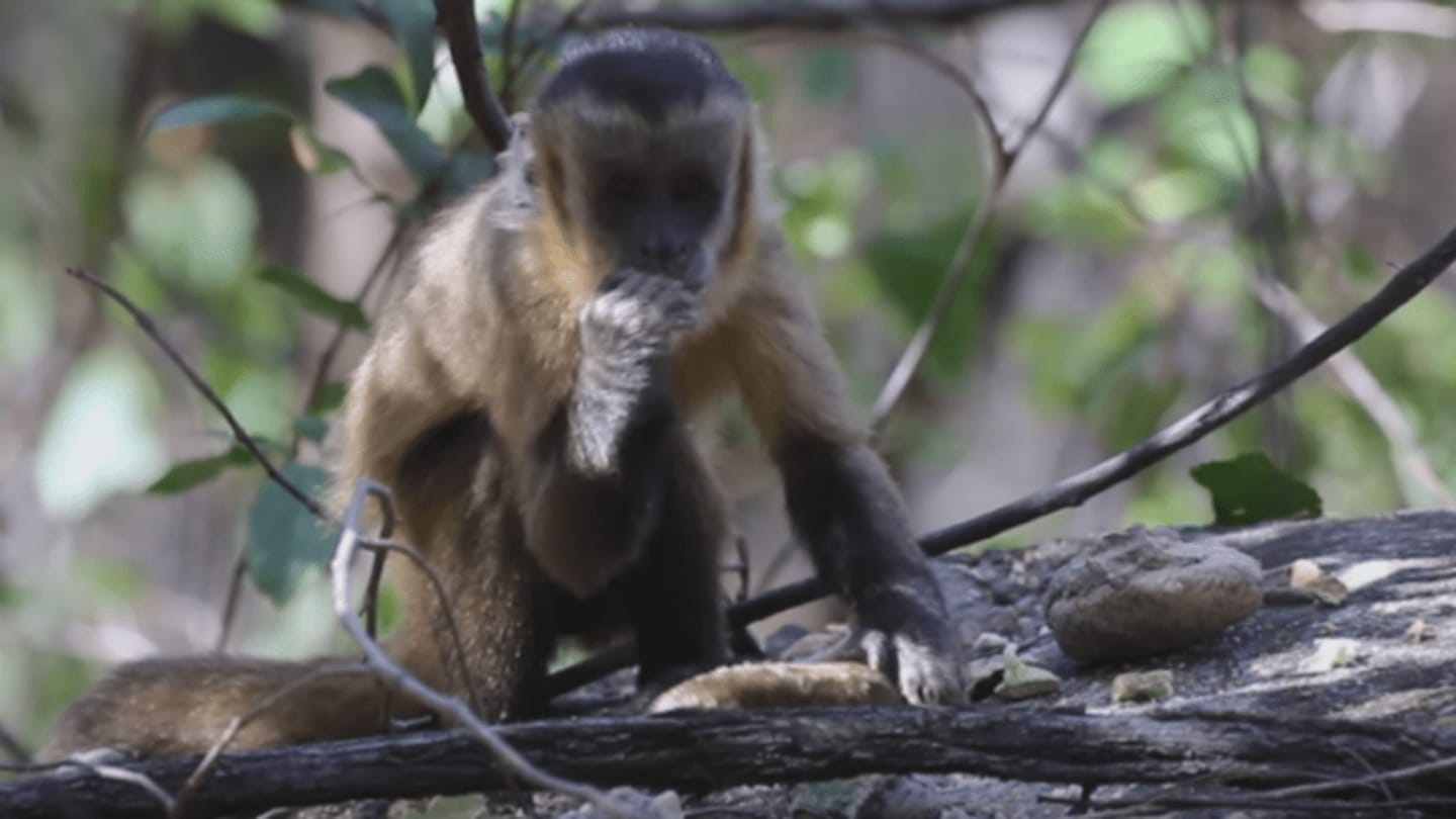 Monkeys Have Been Using Tools for 700 Years