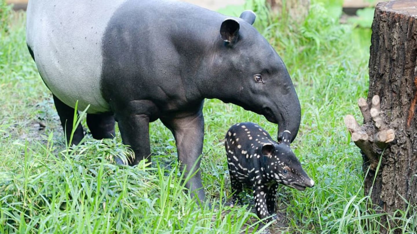14 Terrific Facts About Tapirs