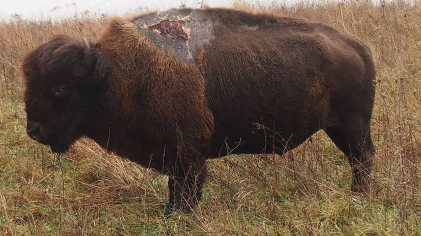 Meet Sparky, the Bison Who Survived a Lightning Strike