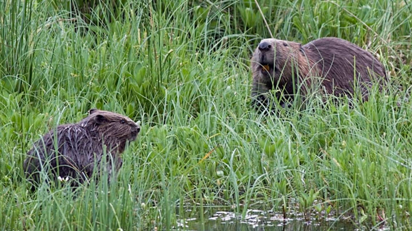 Beavers on Devon's River Otter to Become England's First Permanent ...