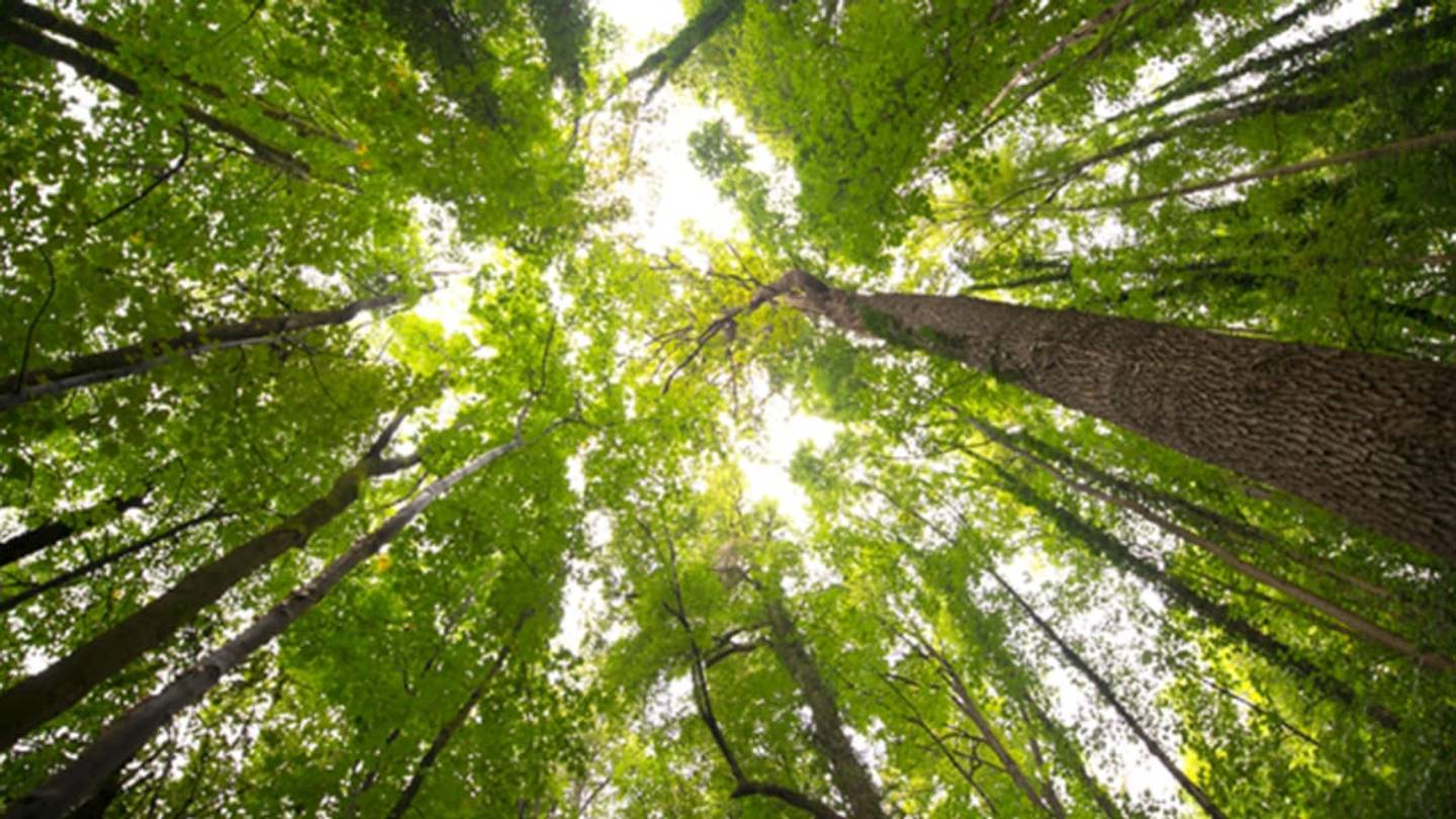 Seeing Trees Can Make You Feel Healthier