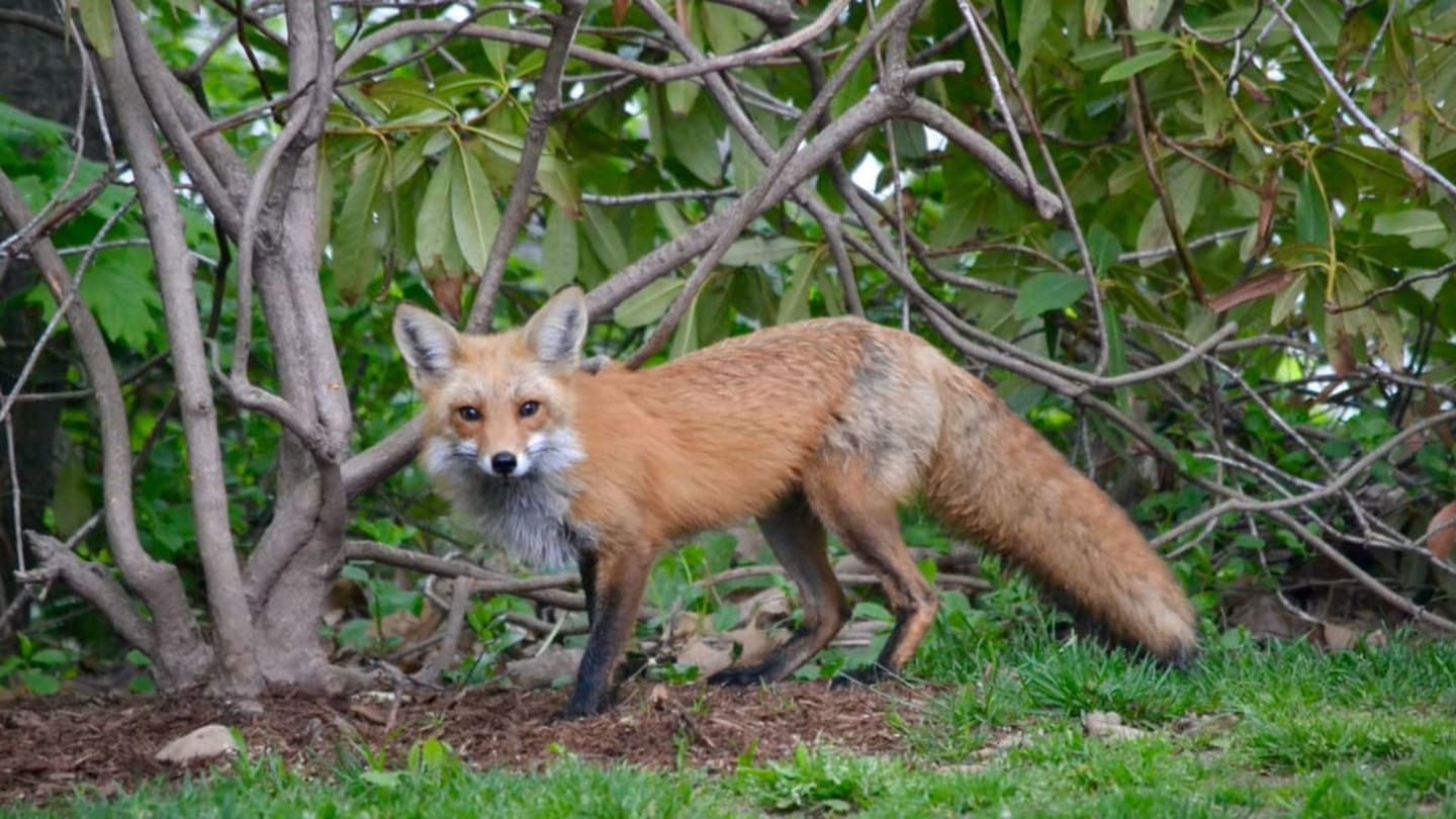 Tips for Watching Backyard Wildlife | Mental Floss