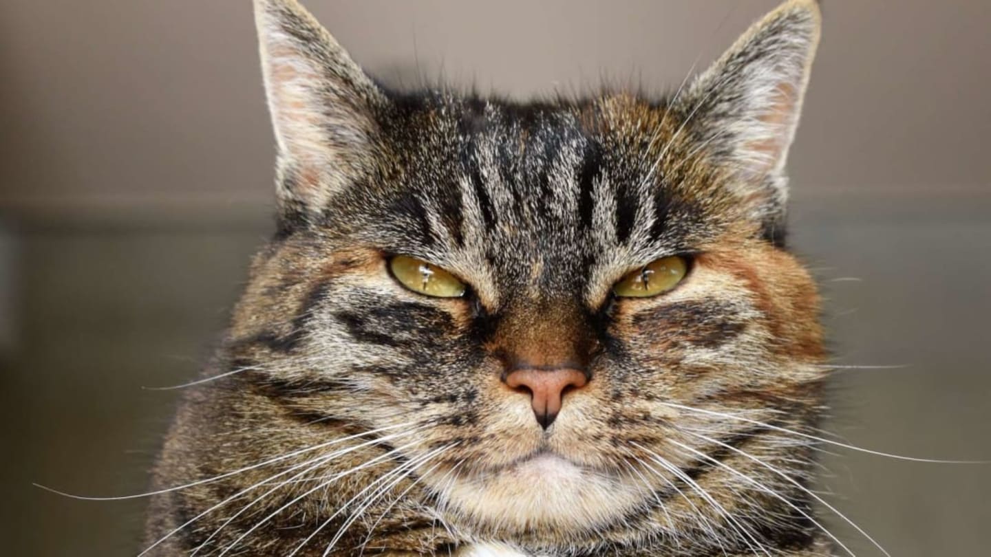 Why Do Cats 'Slow Blink' at People? | Mental Floss