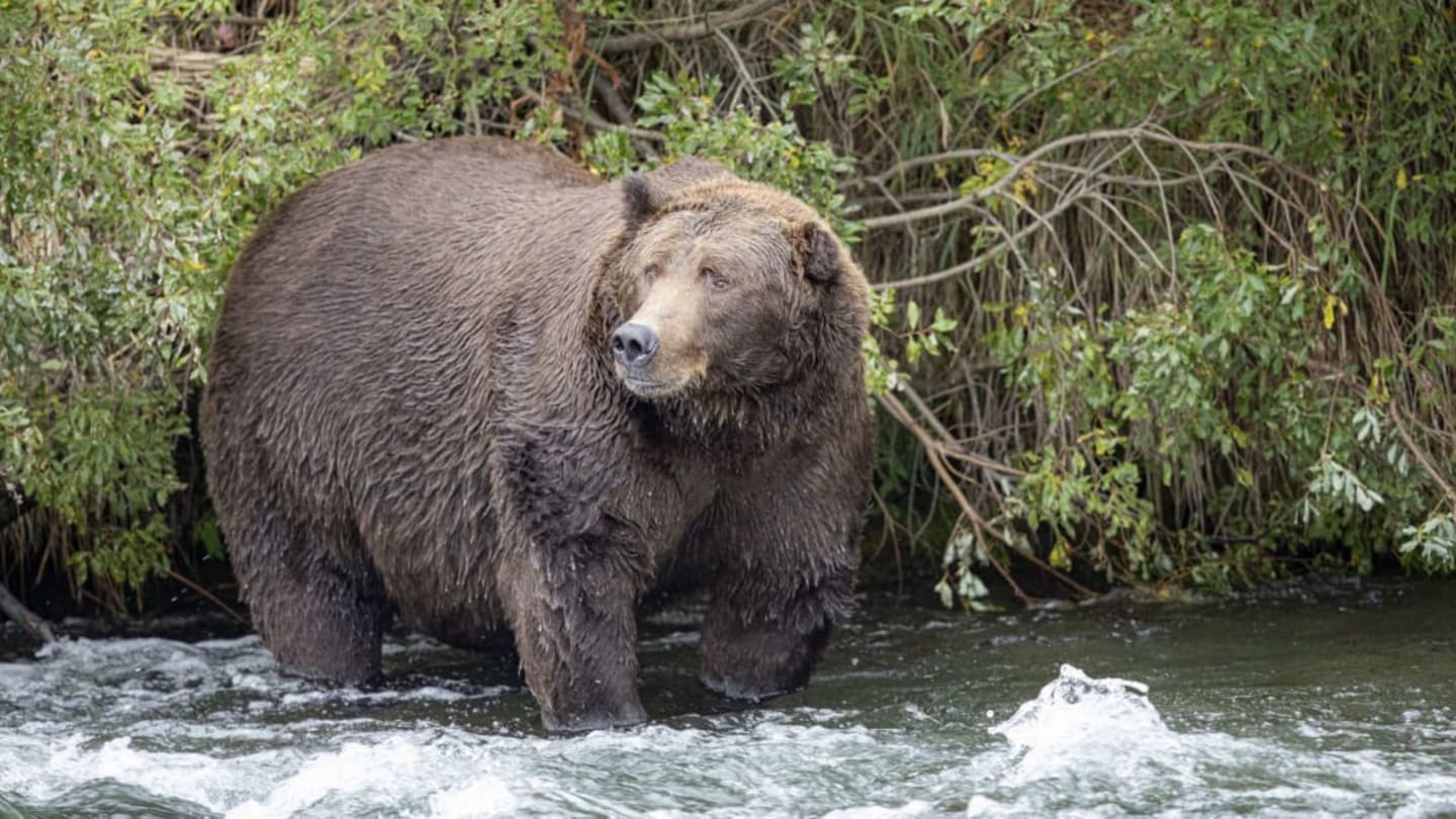 Katmai National Park Fat Bear Week 2020 | Mental Floss