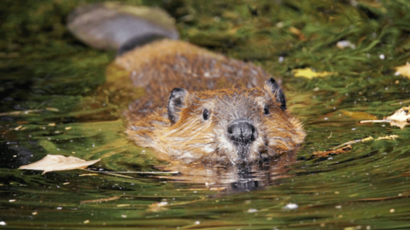 Mini Beavers Lived in Oregon 28 Million Years Ago | Mental Floss