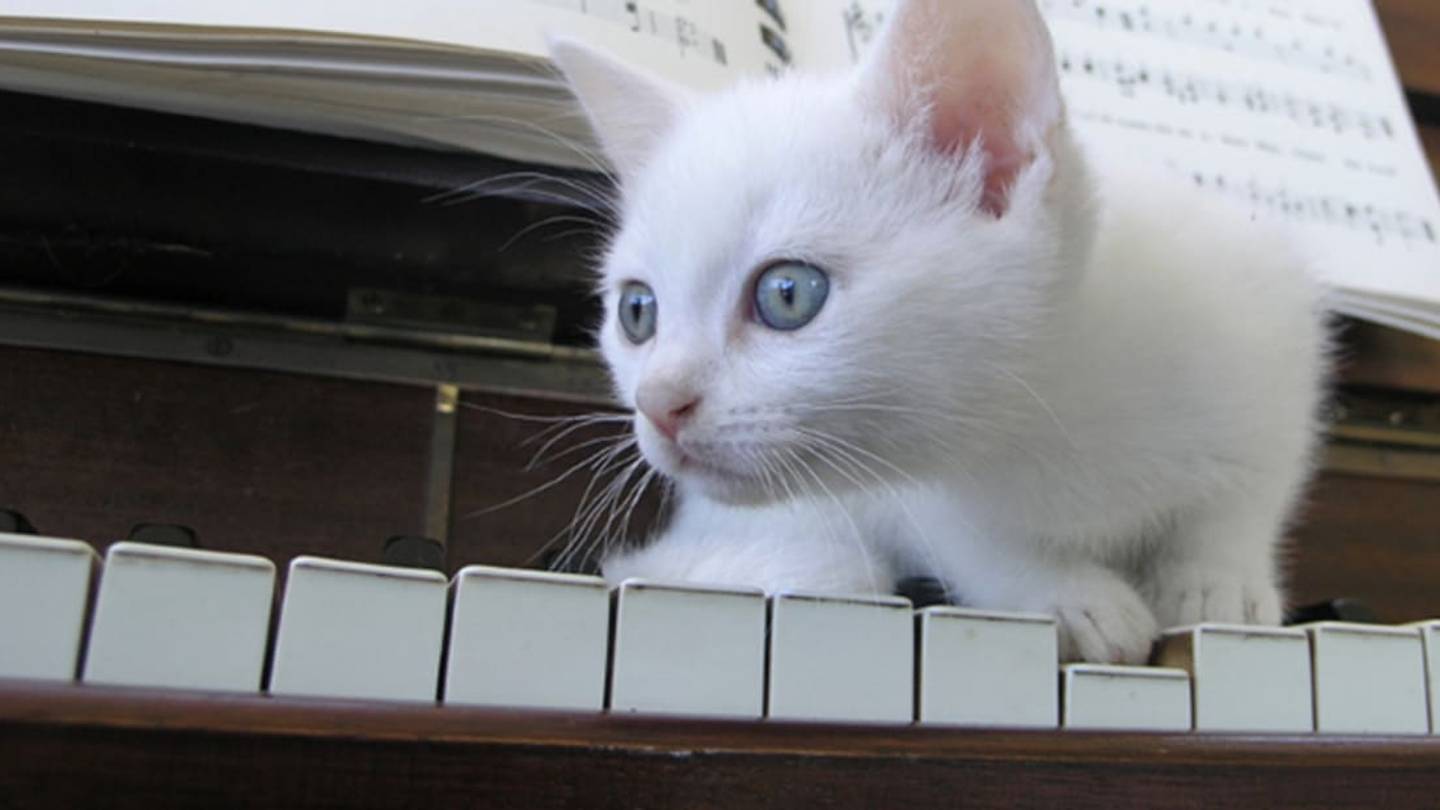 Are White Cats More Likely To Be Deaf Mental Floss Are White Cats More Likely To Be Deaf Mental Floss