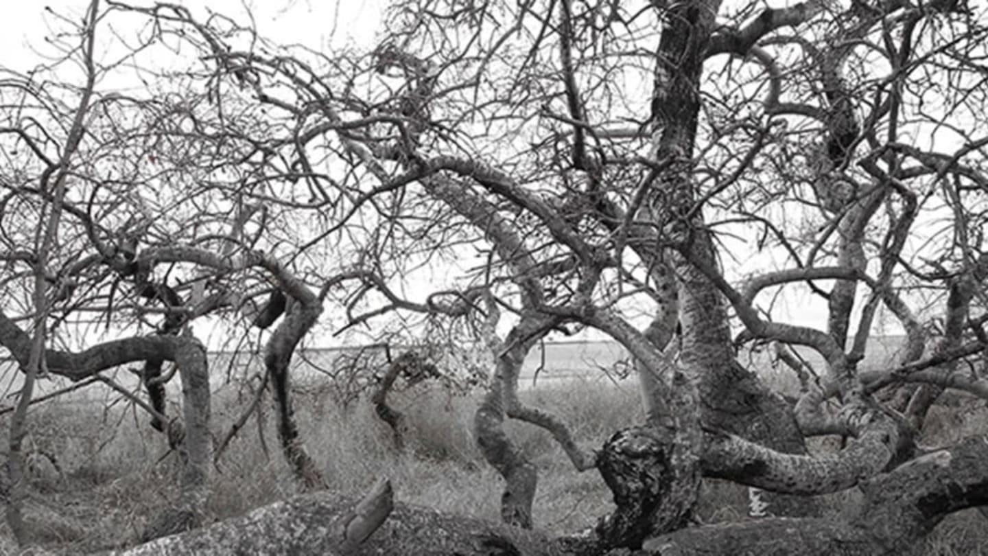 The 12 Weirdest Experiences You Can Have in Canada | Mental Floss