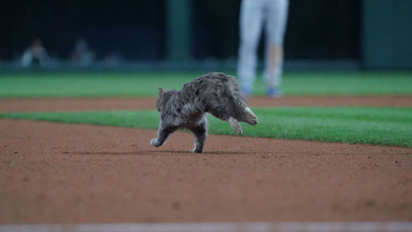 Dodgers: Awesome cat runs onto Coors Field and delays game before LA's ...