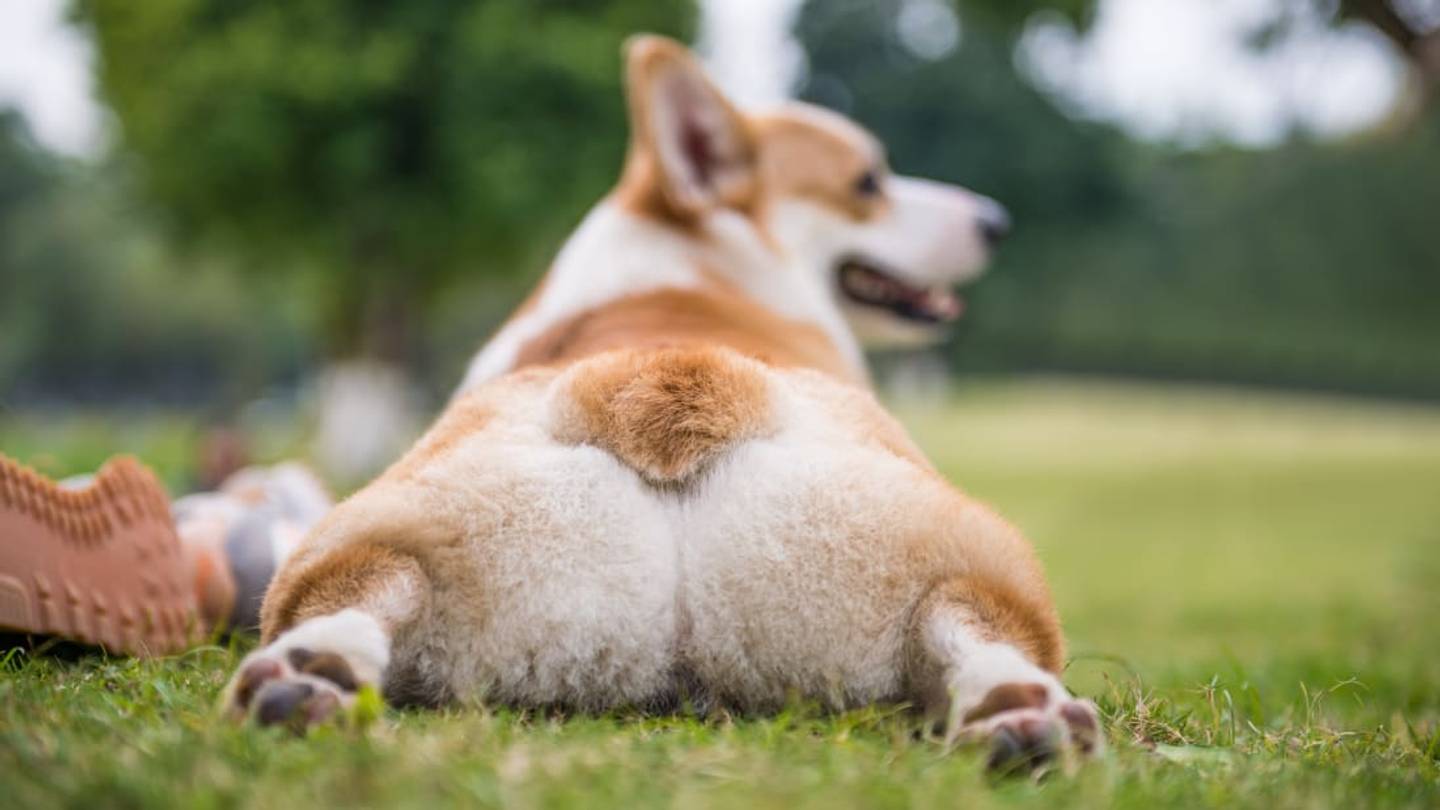 Sploot 101 12 Animal Slang Words Every Pet Parent Should Know Mental