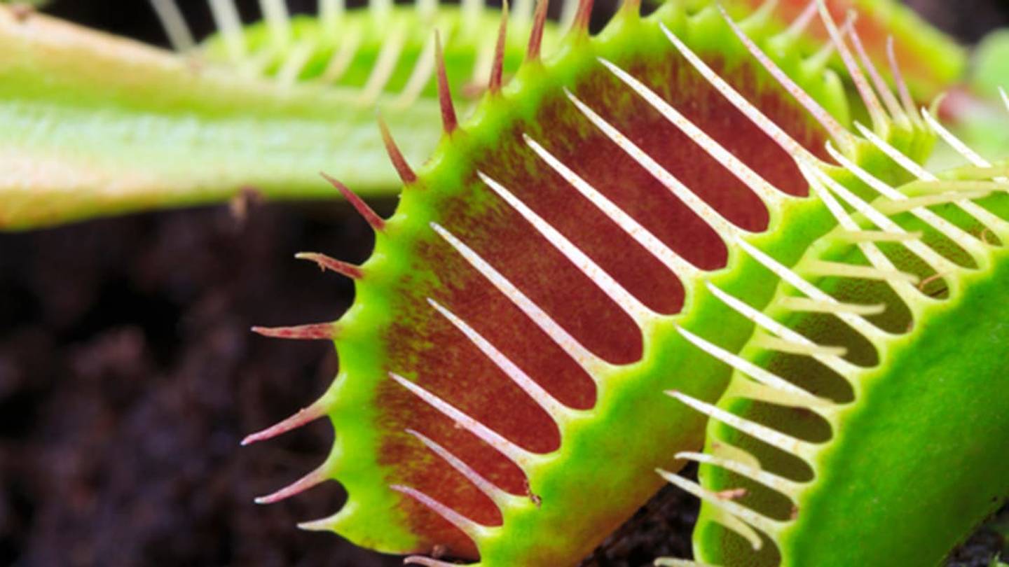 14 Captivating Facts About Carnivorous Plants Mental Floss 14 Captivating Facts About Carnivorous Plants Mental Floss