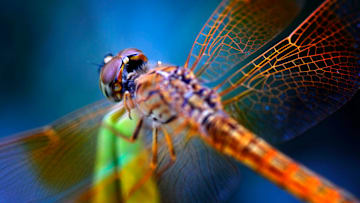 evolution - Trivia, Quizzes, and Brain Teasers | Mental Floss Page 2