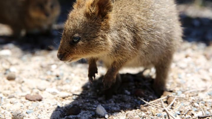 Quokka Facts | Mental Floss