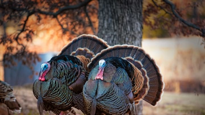 Facts About Turkeys | Mental Floss