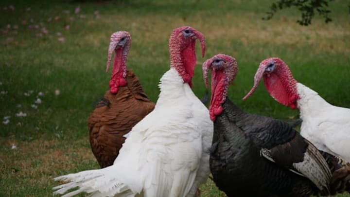 Facts About Turkeys | Mental Floss