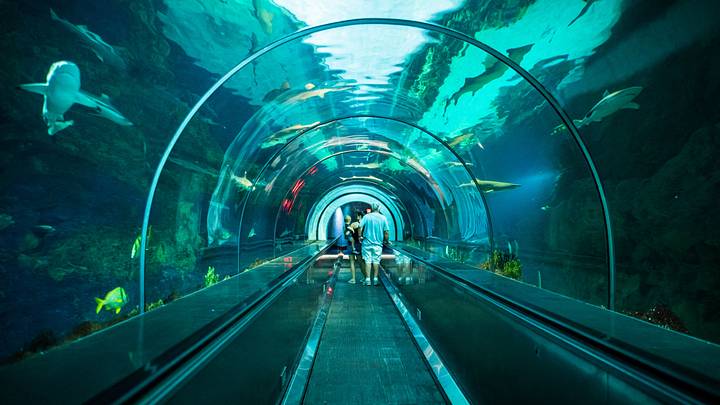 SeaWorld’s Ultimate Shark Experience is a deep dive with VIPs