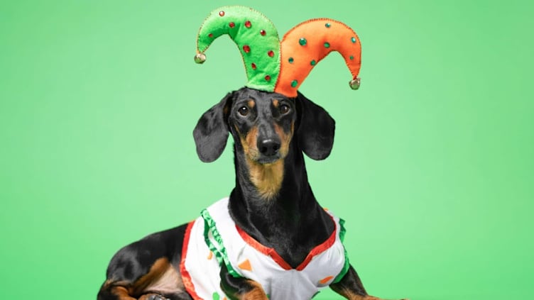 21 Words for 'Fool' And Their Oafish Origins | Mental Floss