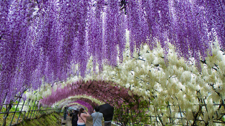 Japan’s Wisteria Tunnels Are Some of the Most Magical Places on Earth ...