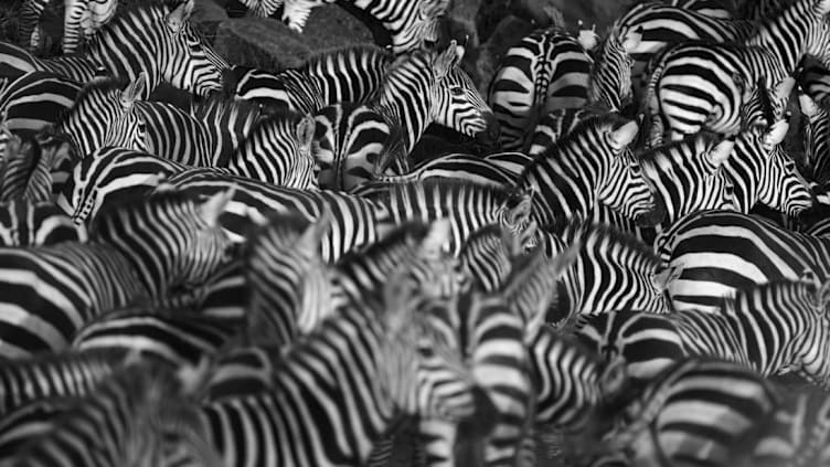 Collective Nouns for Groups of Animals | Mental Floss