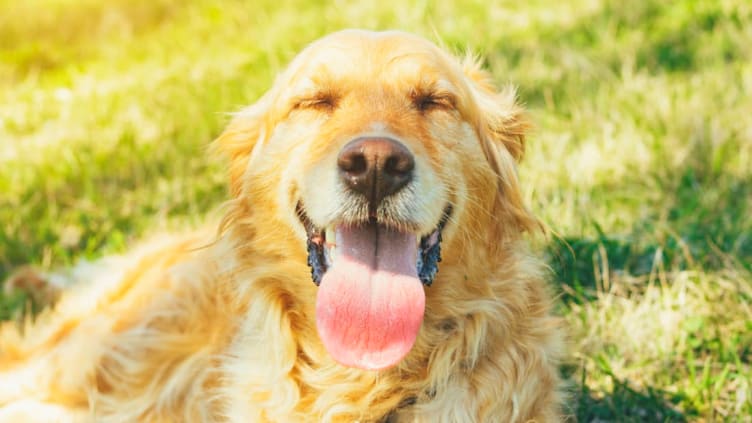 How to Tell If Your Dog's Panting is Abnormal | Mental Floss
