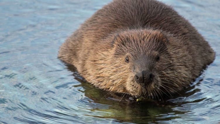 11 Fascinating Facts About Beavers | Mental Floss