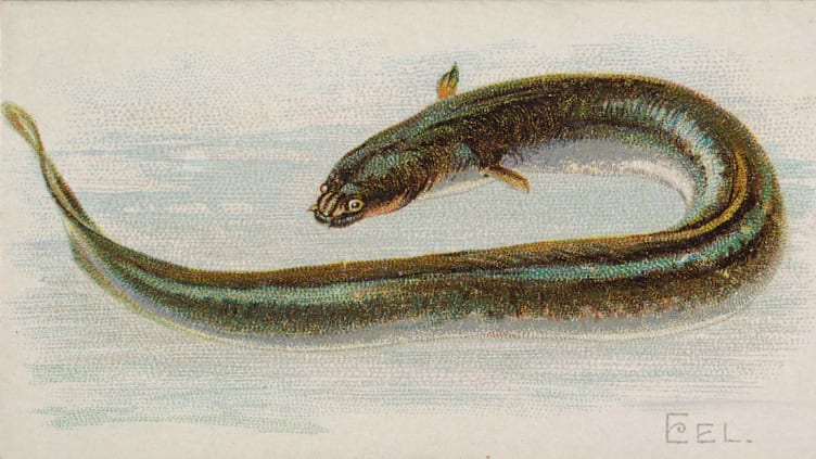 11 Fascinating Facts About Eels | Mental Floss