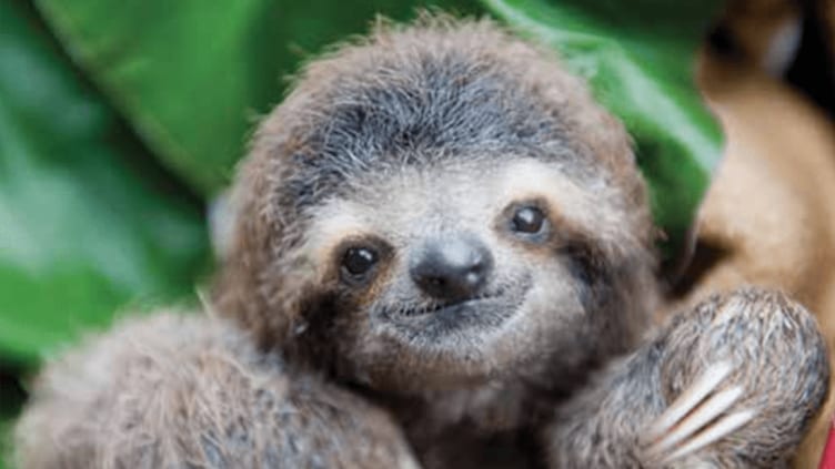 RIP Monster, the Beloved Sloth Who Inspired a Scientist | Mental Floss