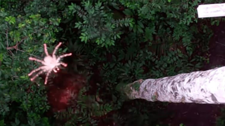 This Skydiving Spider Can Target You From Above | Mental Floss