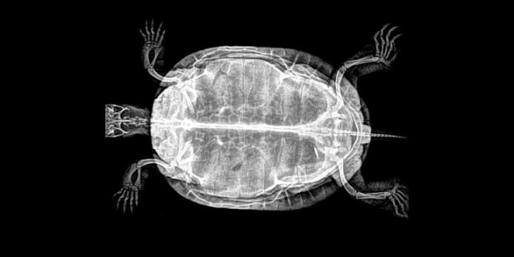 12 Amazing Animal X-Rays from the Oregon Zoo | Mental Floss