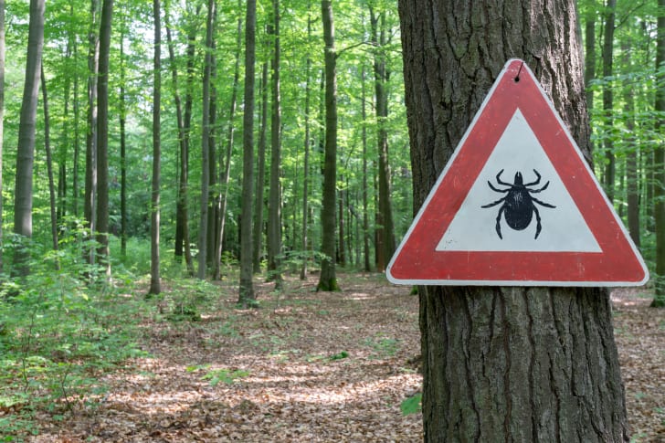 11 Myths About Ticks, Debunked | Mental Floss