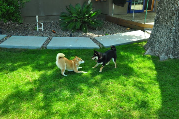 Why Do Dogs Crouch Forward When They’re Playing? | Mental Floss